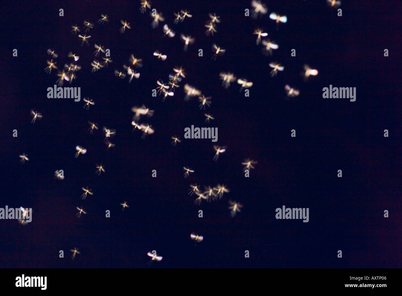 Angels insects hi-res stock photography and images - Alamy