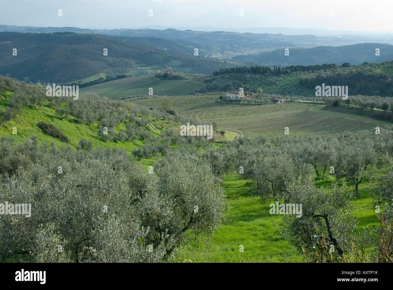 Panoramic scene of olive groves and countryside in Tuscany Italy Stock ...