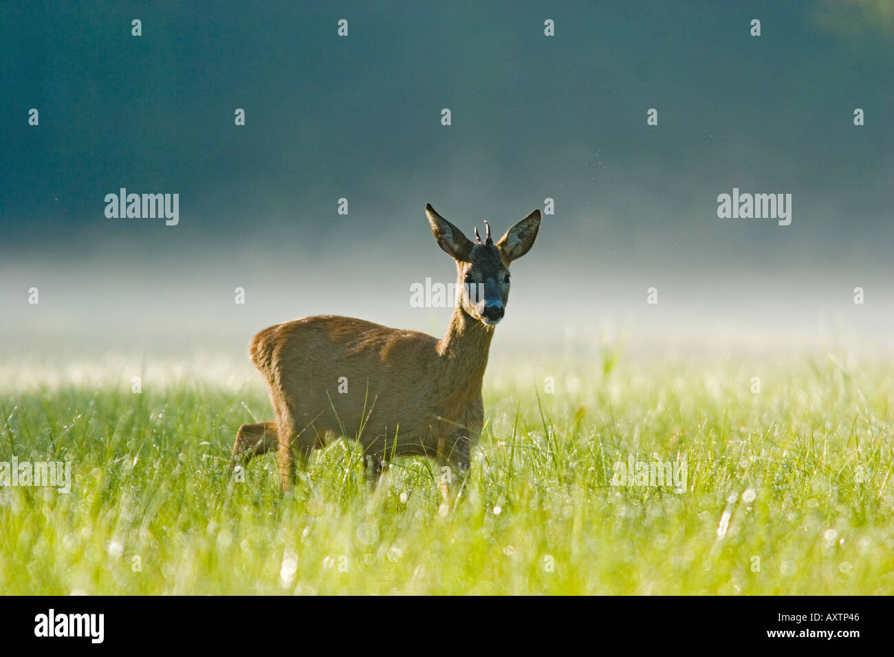 Young roe deer Stock Photo - Alamy