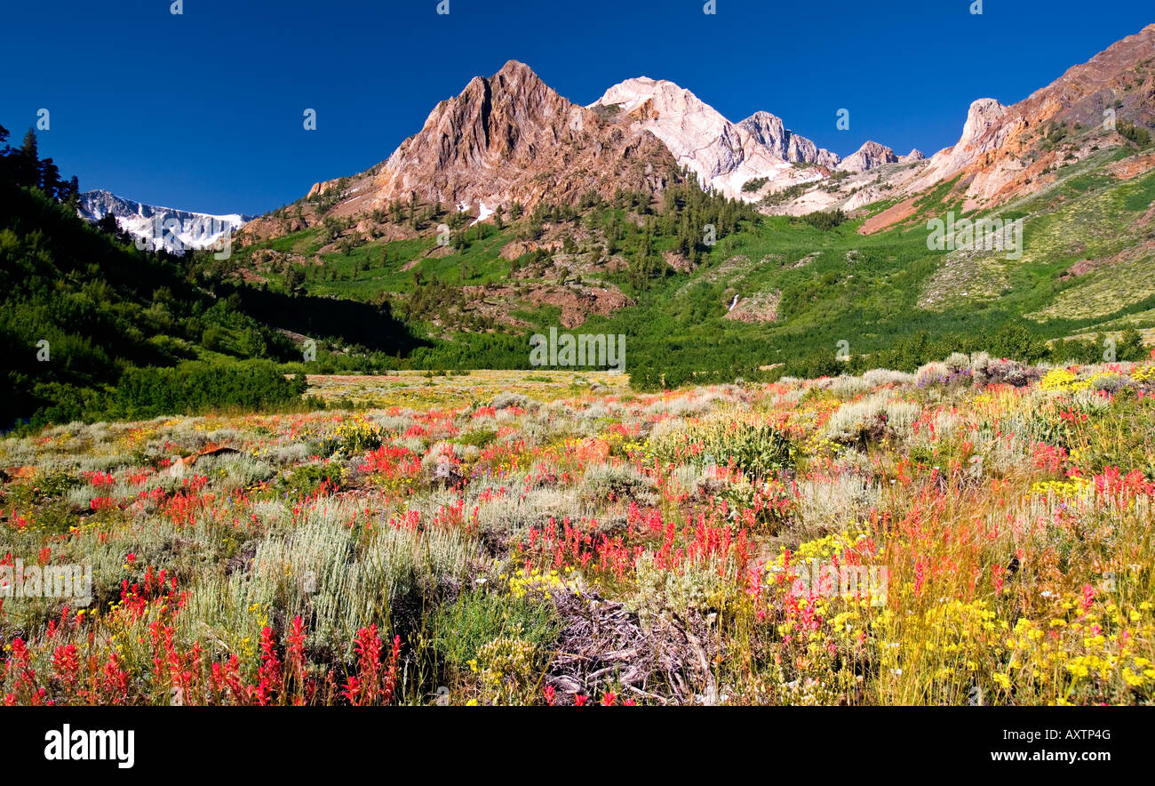 Beautiful springtime wildflowers in McGee Creek Canyon of the Eastern Sierra Mountains of ...