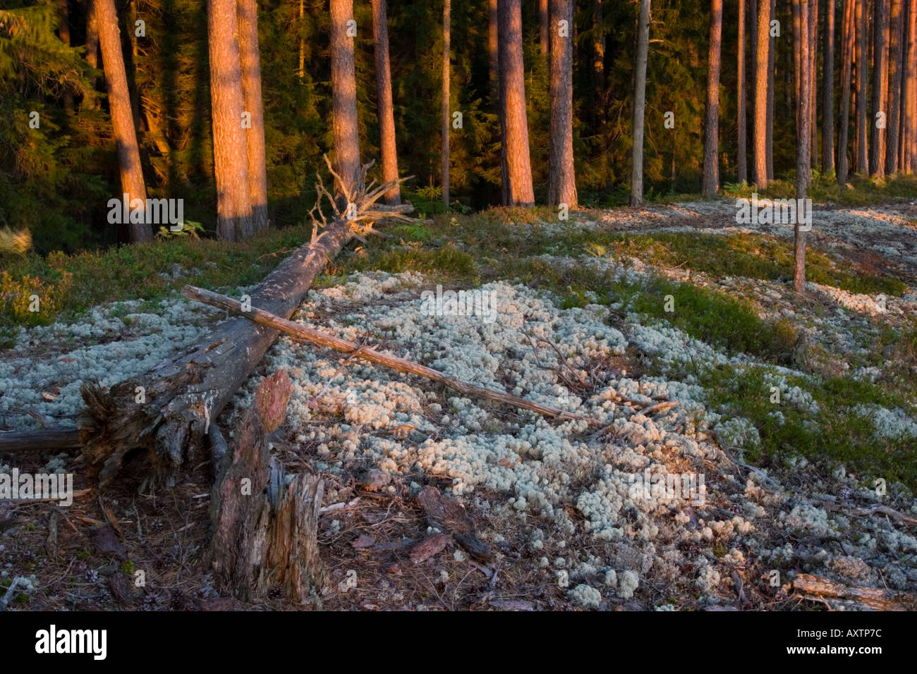 Logwood tree hi-res stock photography and images - Alamy