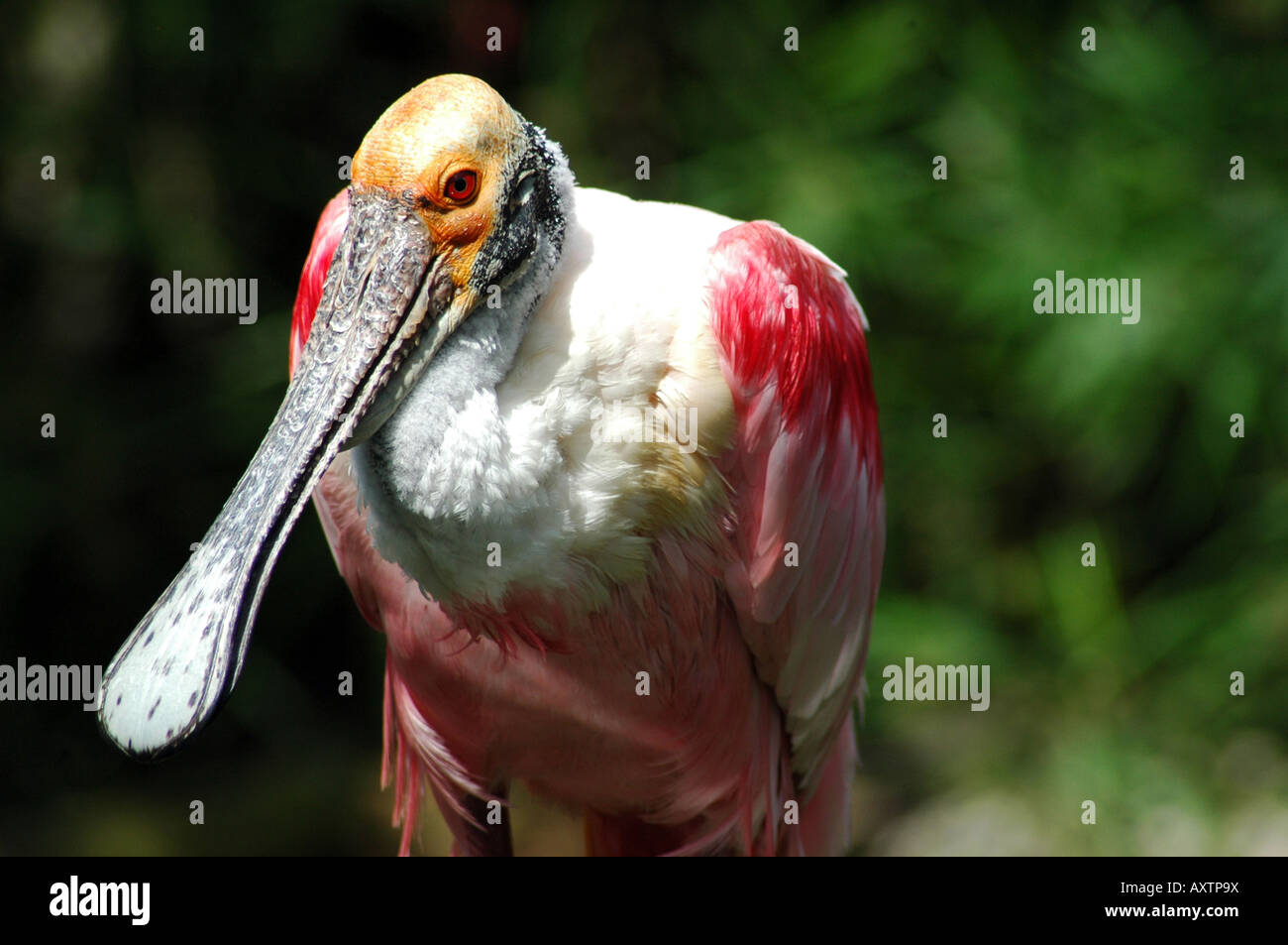 Spoon bill hi-res stock photography and images - Alamy