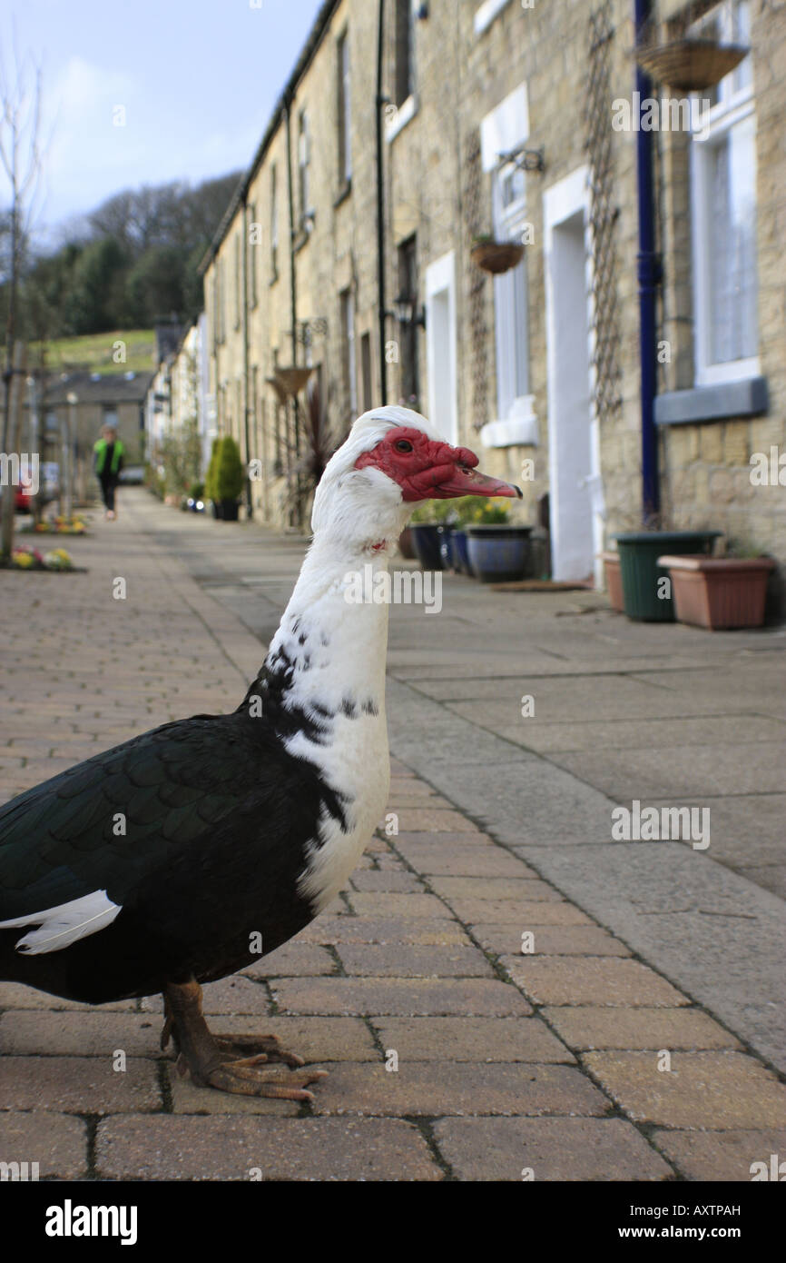 Spruce goose hi-res stock photography and images - Alamy