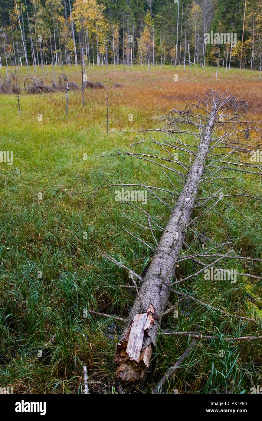 Logwood tree hi-res stock photography and images - Alamy