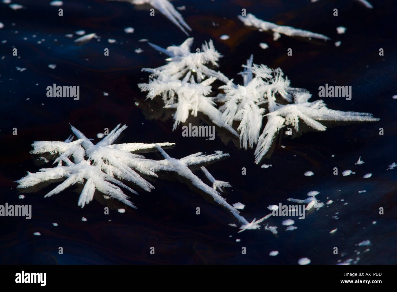 Iceflowers hi-res stock photography and images - Alamy