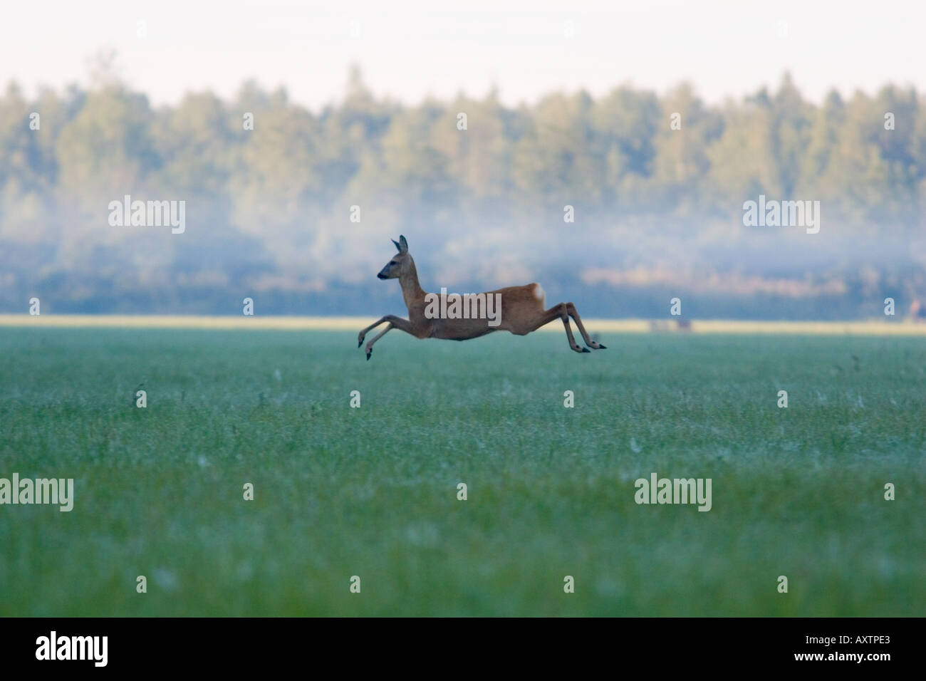 Midjump hi-res stock photography and images - Alamy
