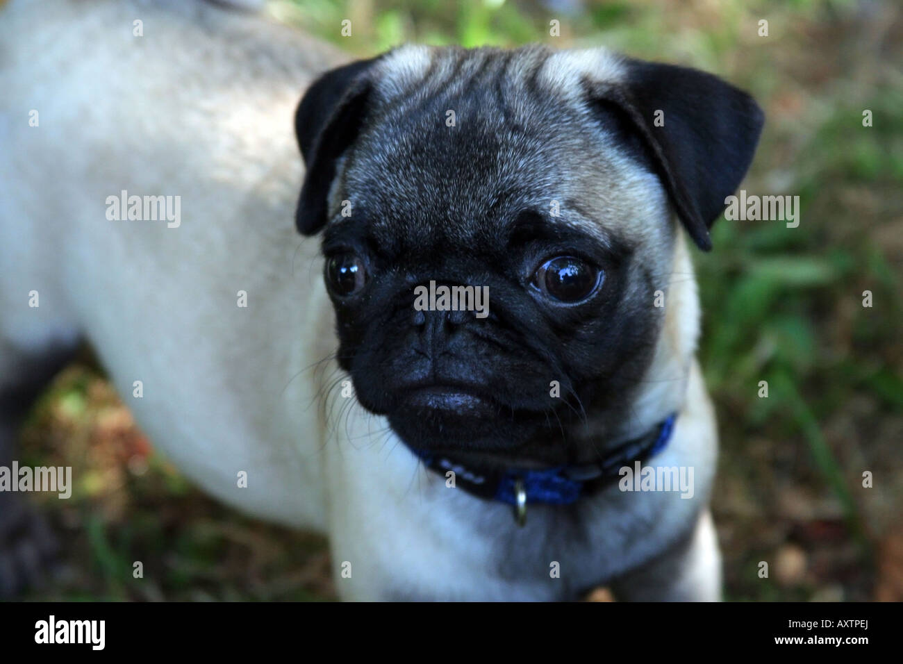 Funny small dog standing in the grass Stock Photo - Alamy