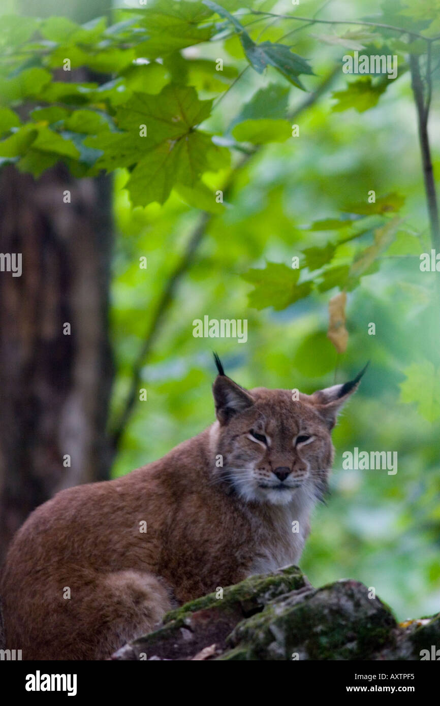 European lynx lynx lynx sitting on rocks hi-res stock photography and ...