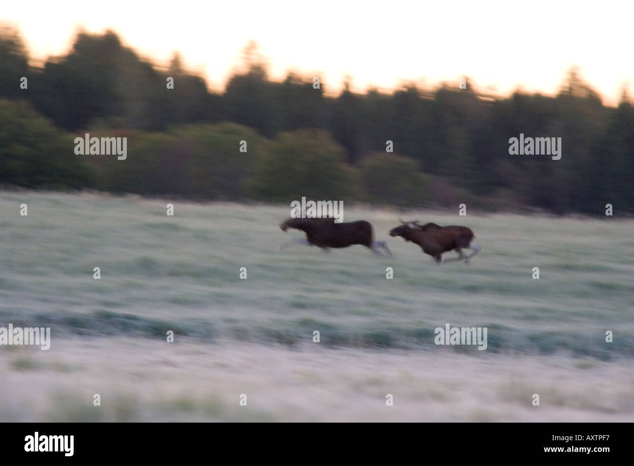 Moose Chase High Resolution Stock Photography and Images - Alamy