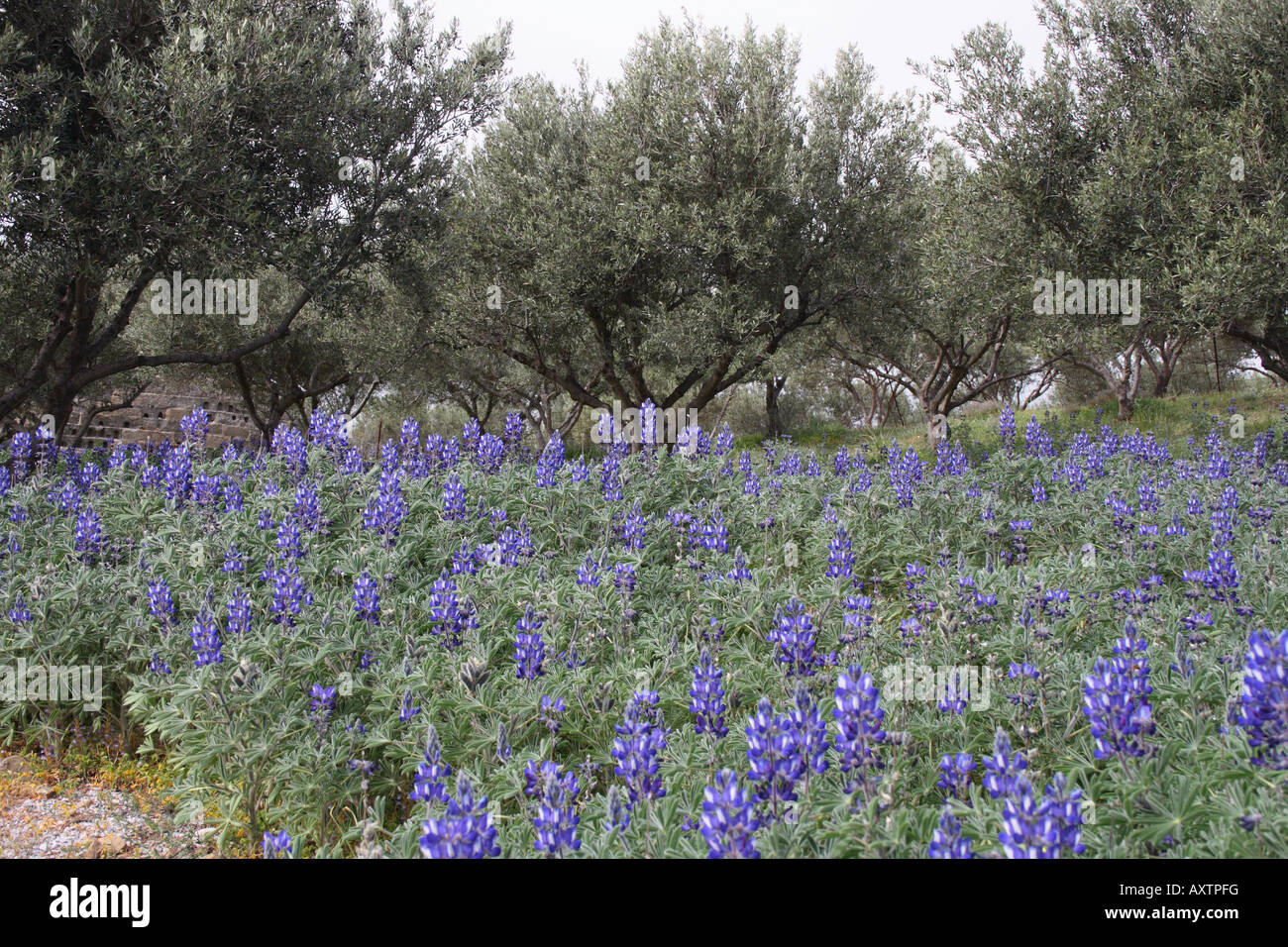 oil trees (Oleaceae) in spring with wildflowers on Crete Island, Greece ...
