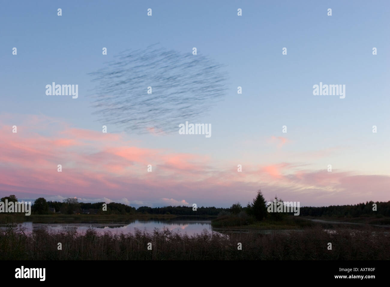 Starling formations hi-res stock photography and images - Alamy
