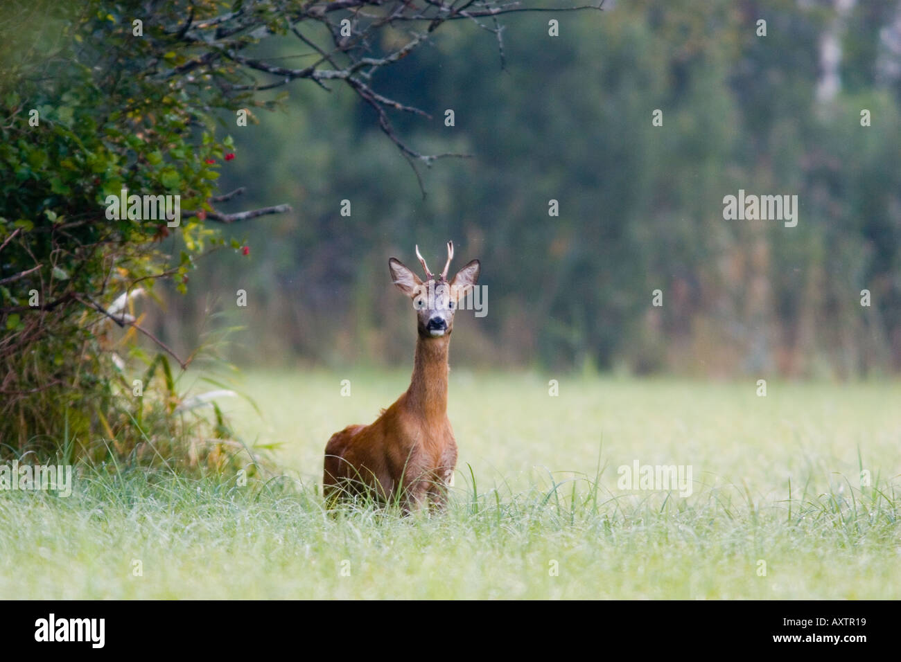 Buck wolf hi-res stock photography and images - Alamy