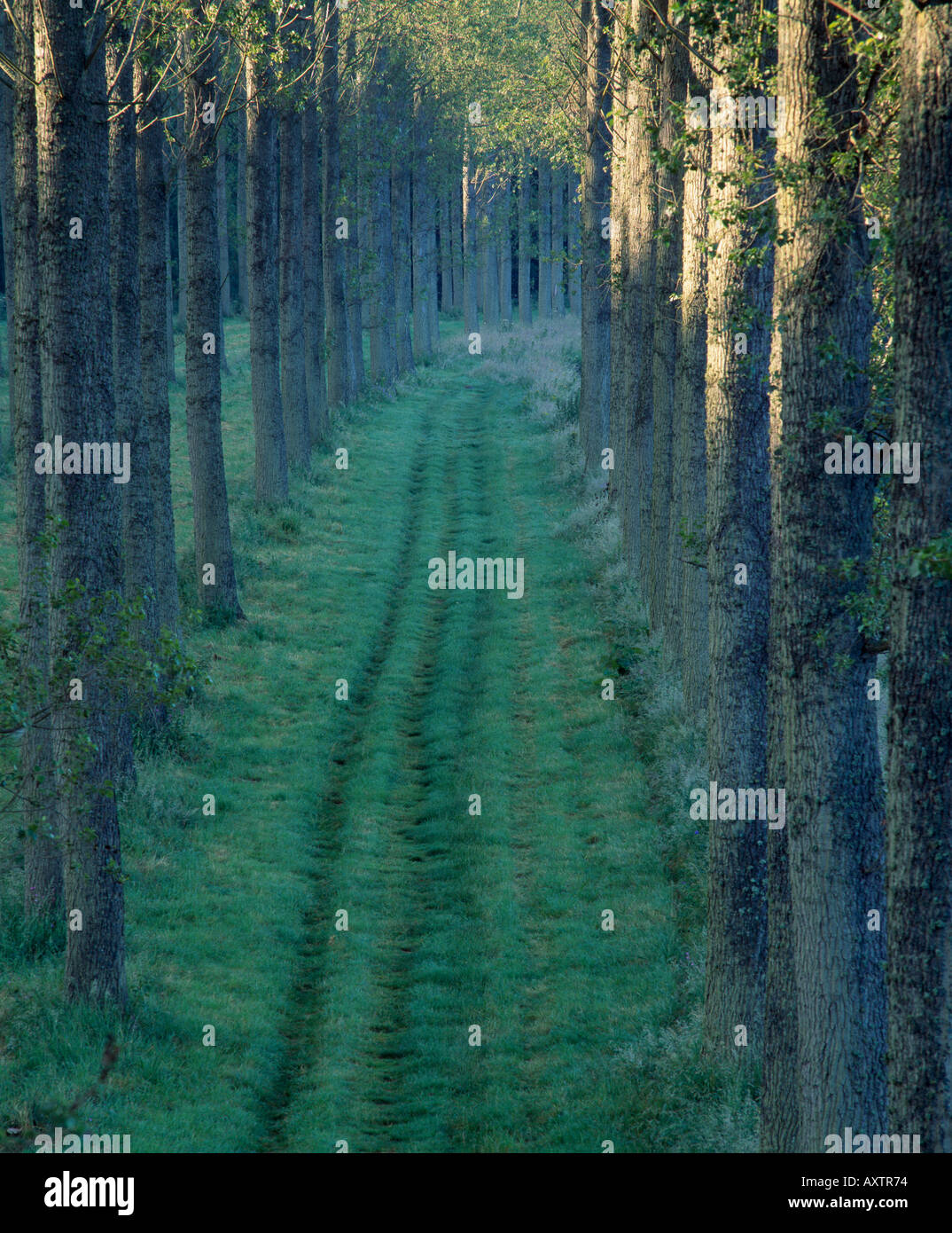 Paral·lel avenue hi-res stock photography and images - Alamy