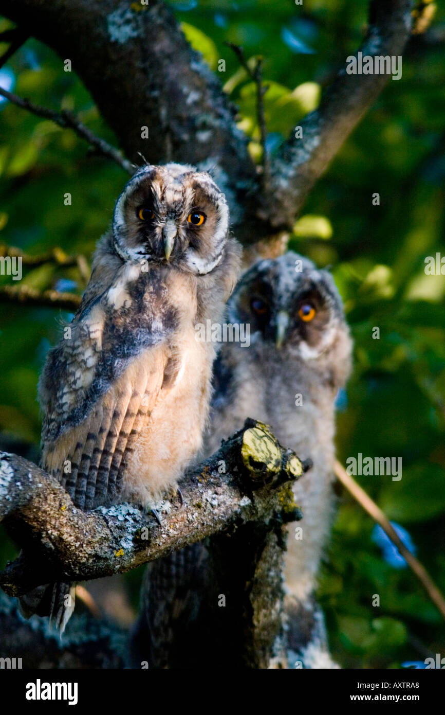Long eared owl pictures hi-res stock photography and images - Alamy