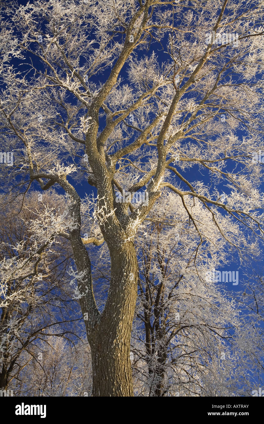 Hoarfrost on trees Stock Photo - Alamy