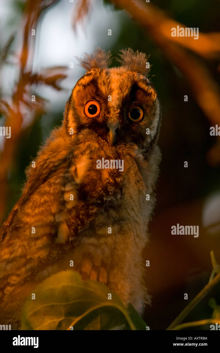 Common long eared owl hi-res stock photography and images - Alamy