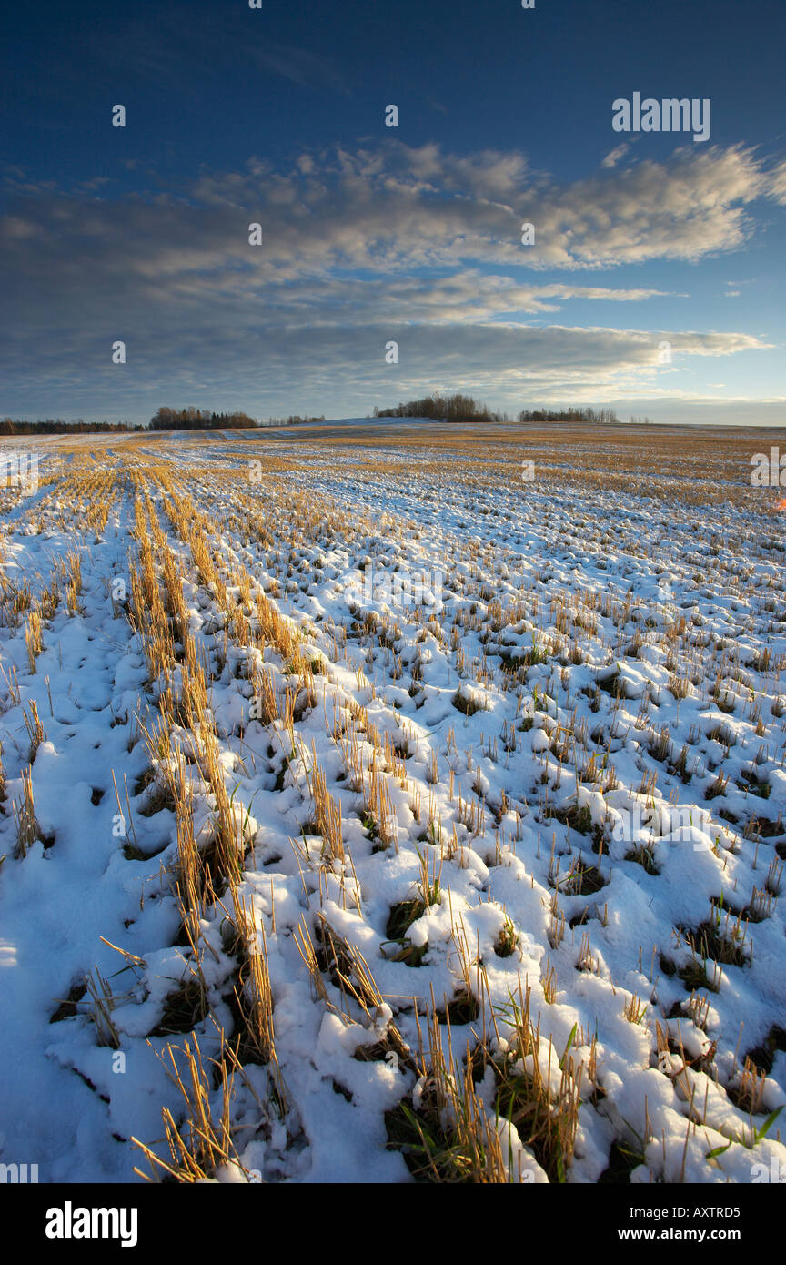 Triticum aestivum sunset hi-res stock photography and images - Alamy