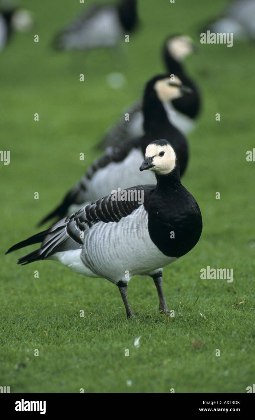 Bean Geese Uk High Resolution Stock Photography and Images - Alamy