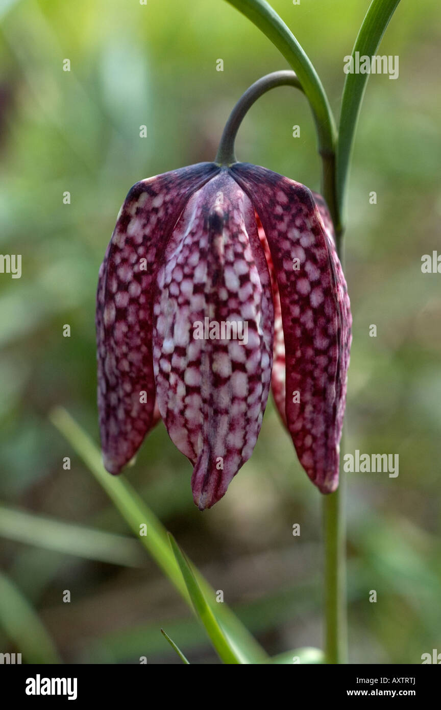 Snake's head fritillary flower , UK Stock Photo - Alamy