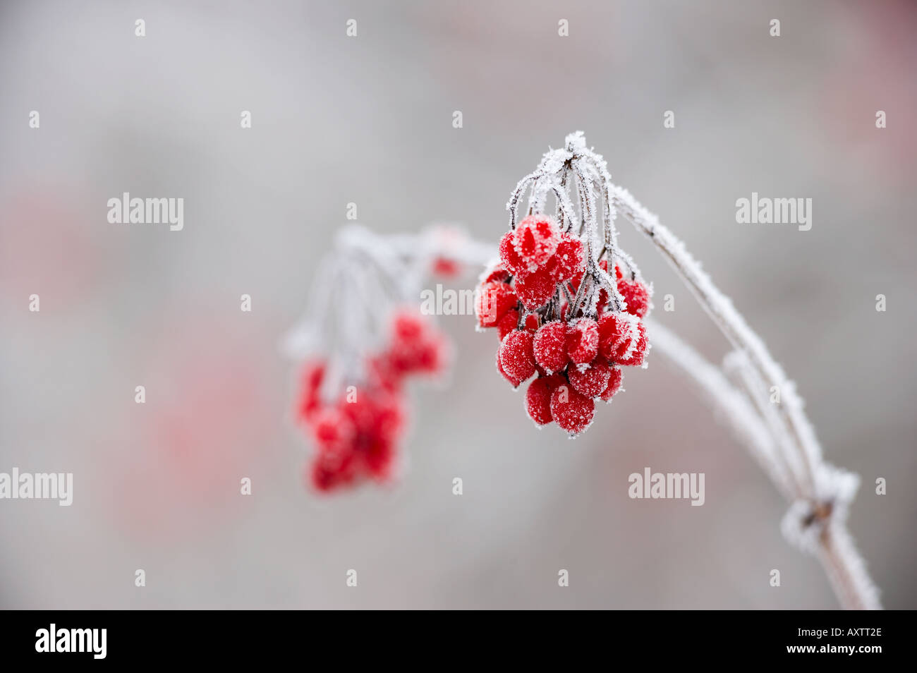 Frozen Common Snowball Stock Photo - Alamy