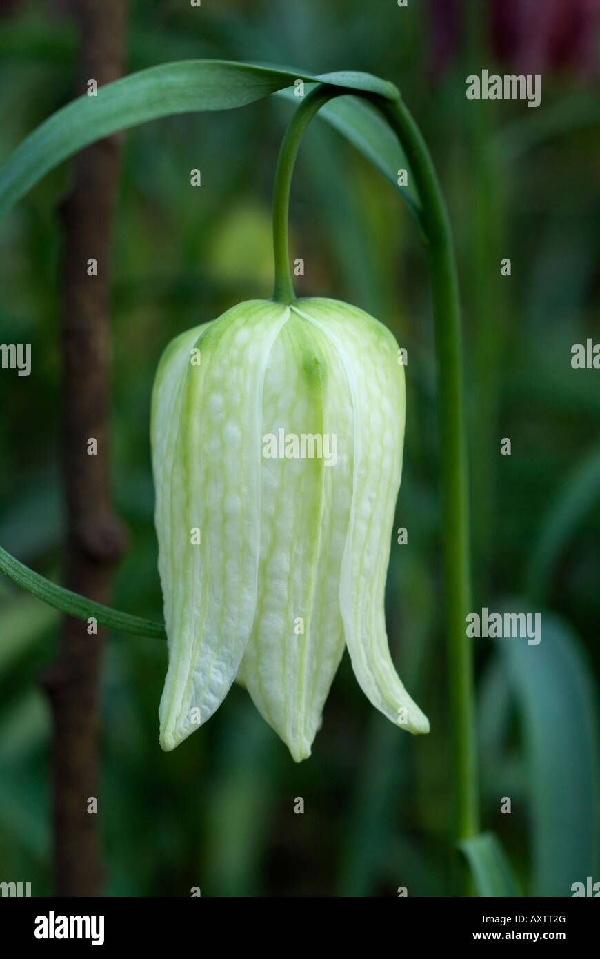 Single white Snake's head fritillary flower , UK Stock Photo - Alamy