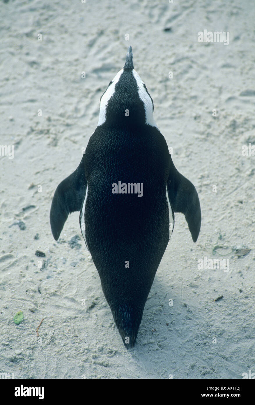 Streamlined shape body hi-res stock photography and images - Alamy