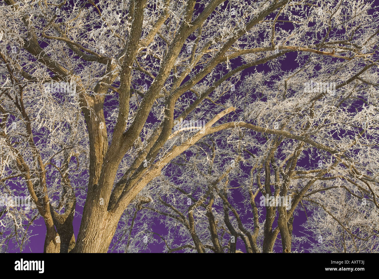 Birch trees with hoarfrost hi-res stock photography and images - Alamy