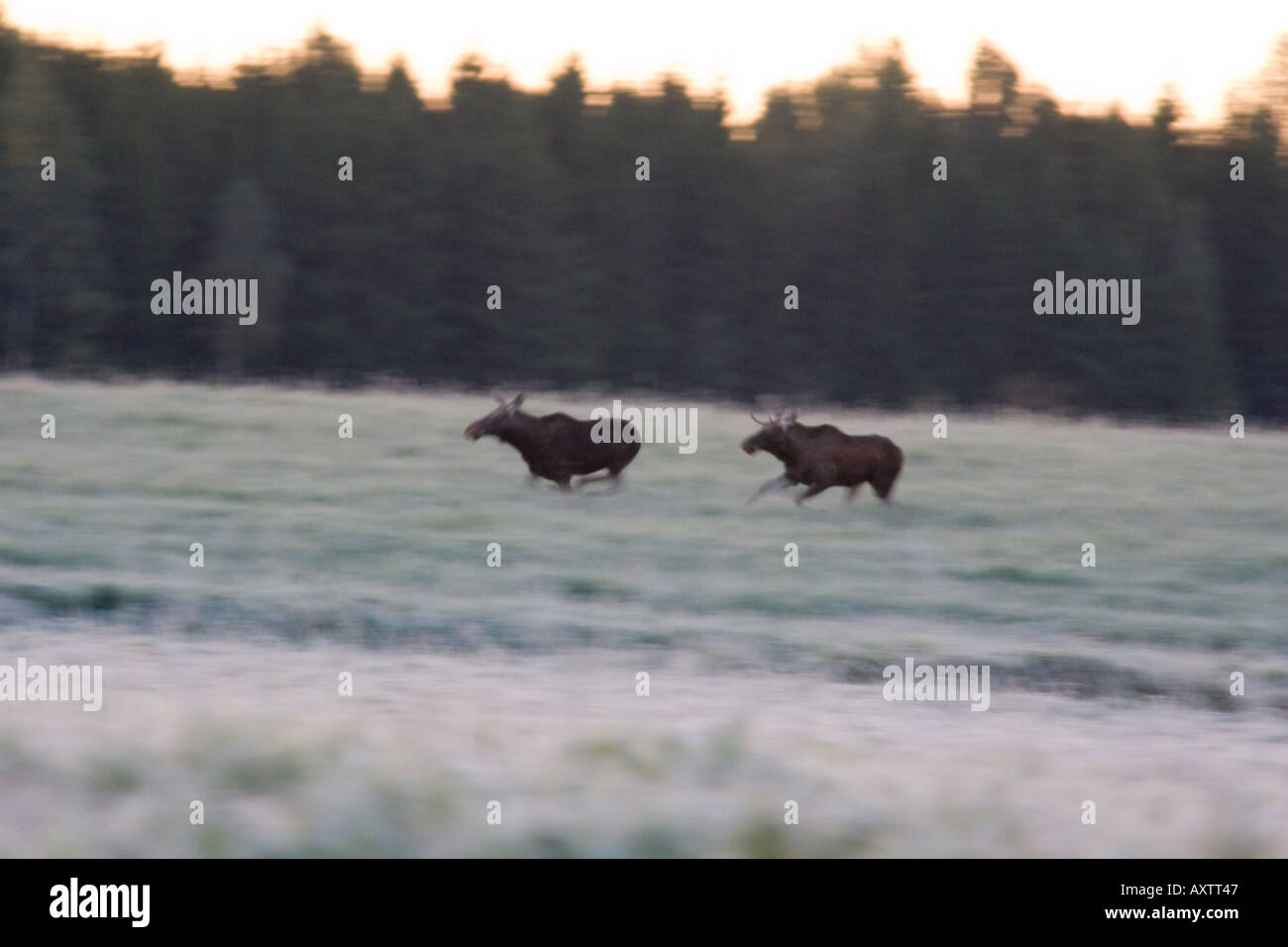 Moose chase hi-res stock photography and images - Alamy