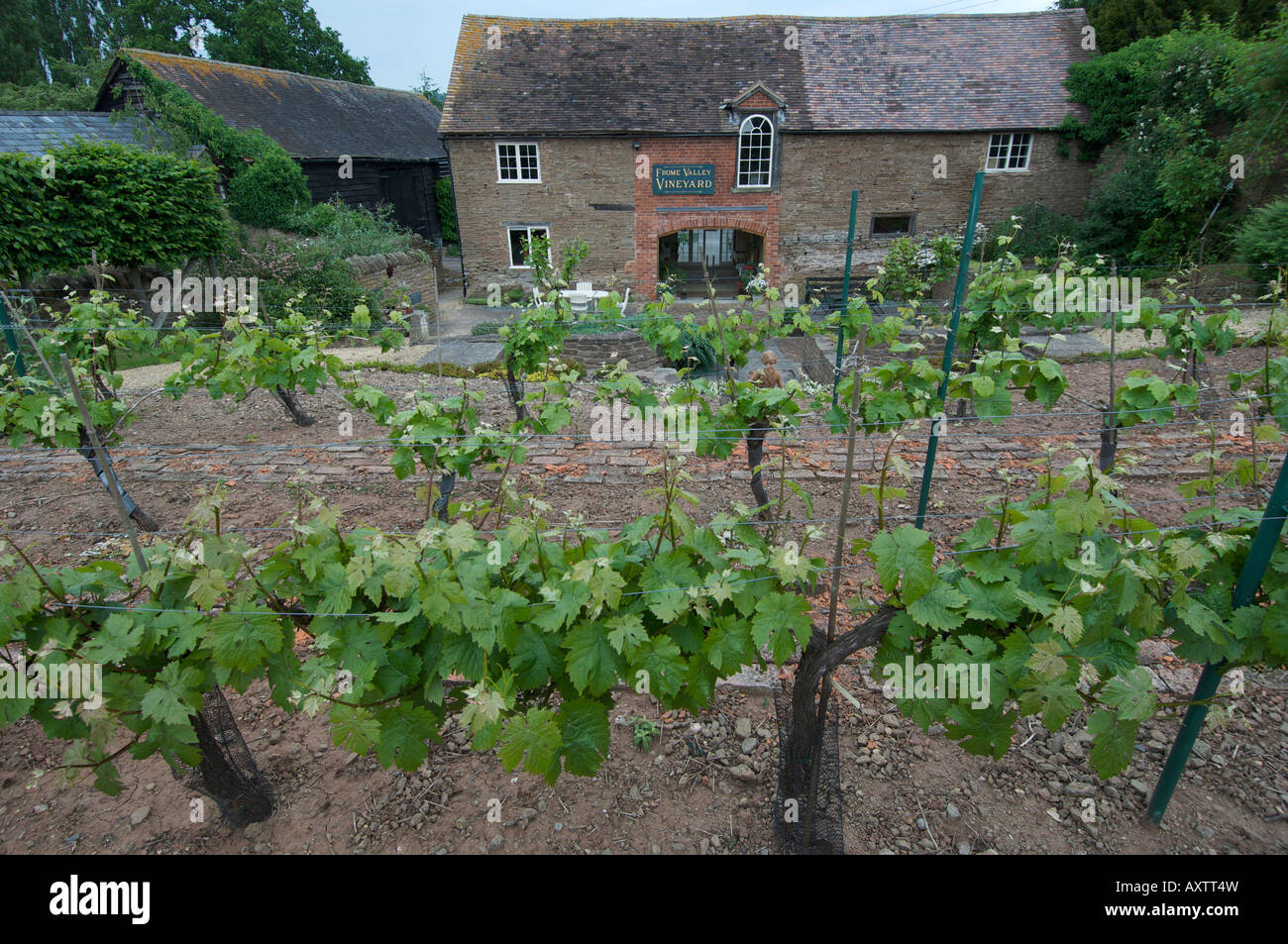 Frome Valley Vineyard Paunton Bishops Frome Herefordshire Stock Photo ...
