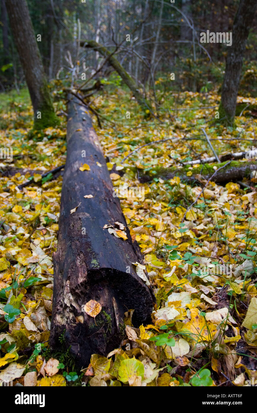 Populus grandidentata hi-res stock photography and images - Alamy