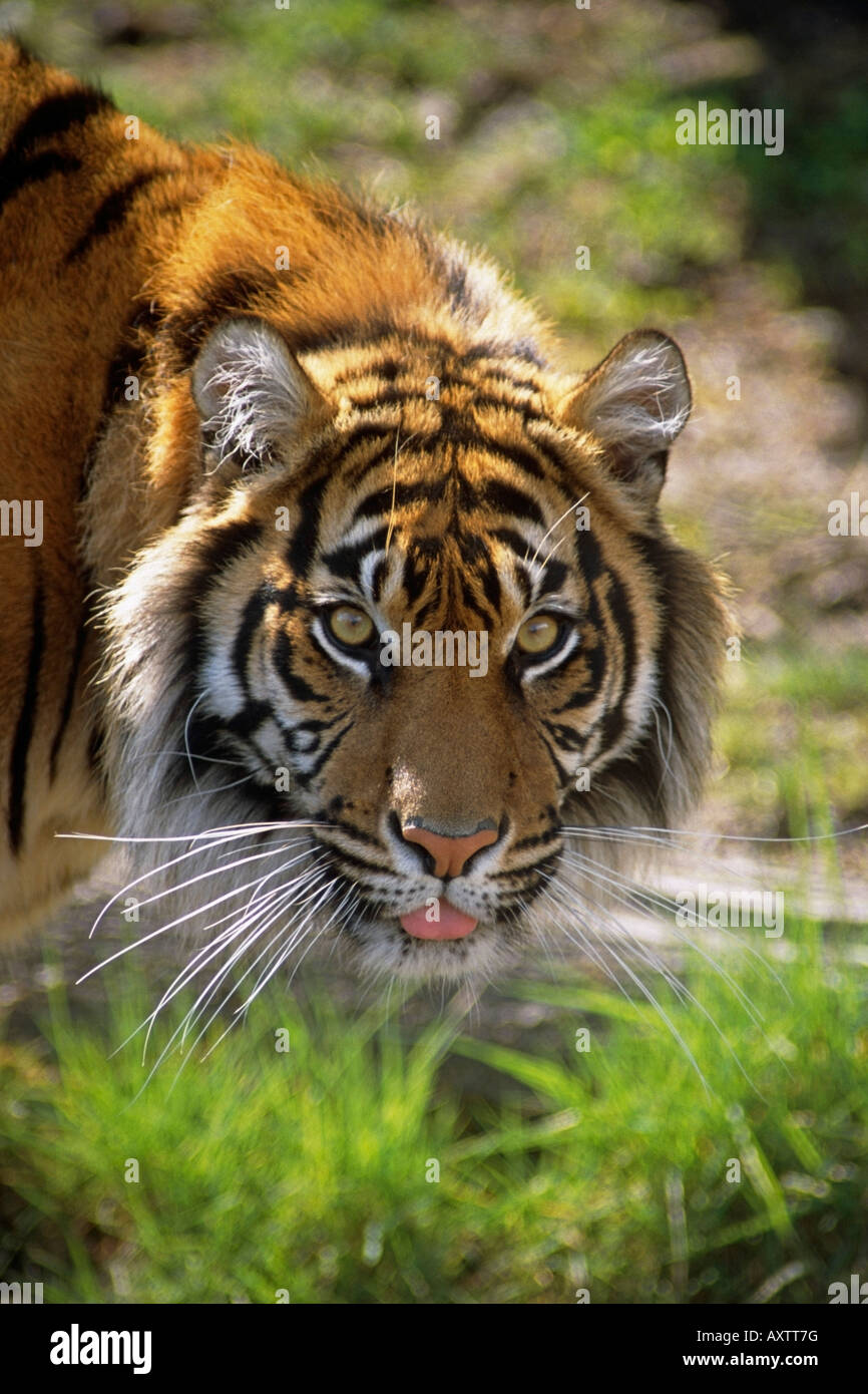 Close up of a Sumatran Tiger in a zoo USA Stock Photo - Alamy