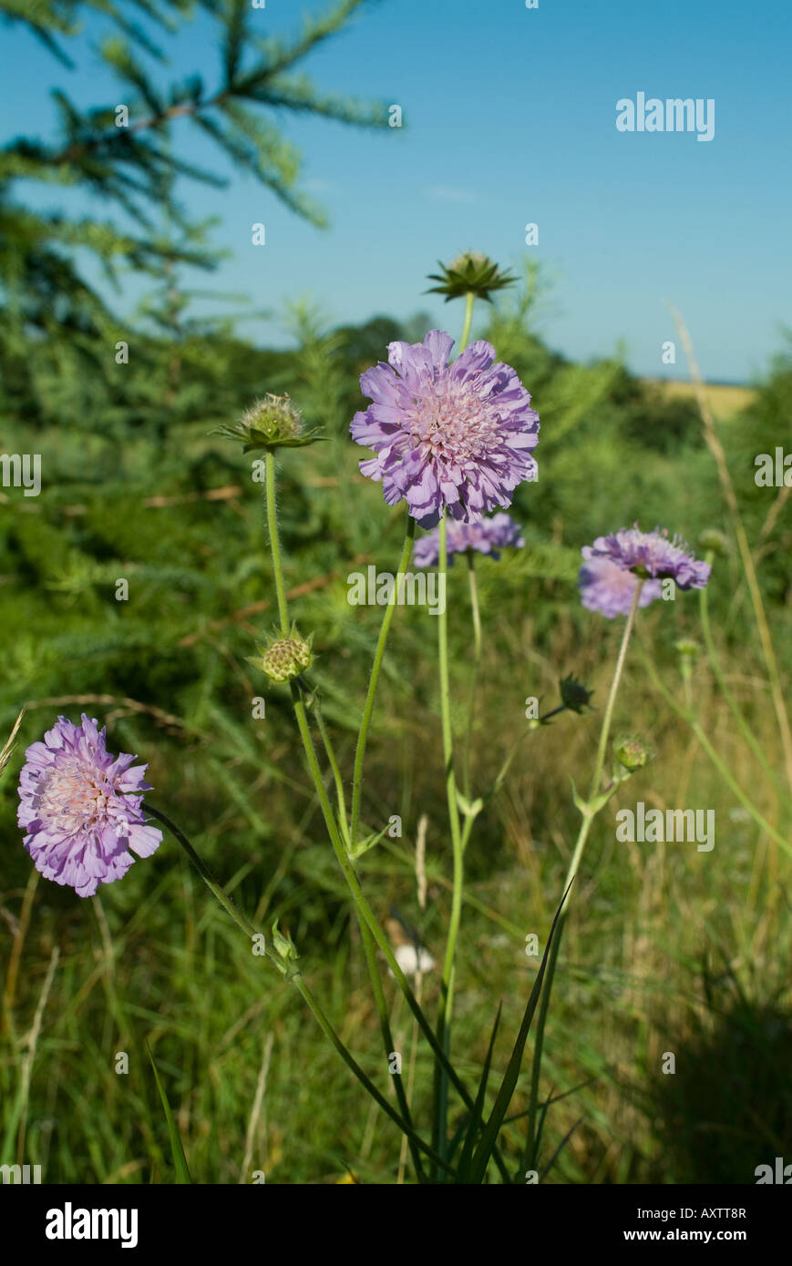 Scabious flowers hi-res stock photography and images - Alamy