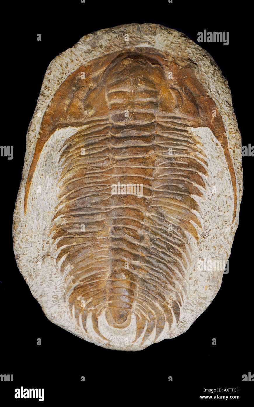Trilobite paleontology hi-res stock photography and images - Alamy