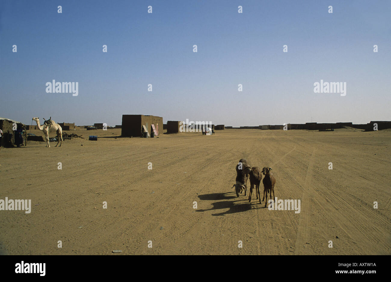 Sahel desert africa goats hi-res stock photography and images - Alamy