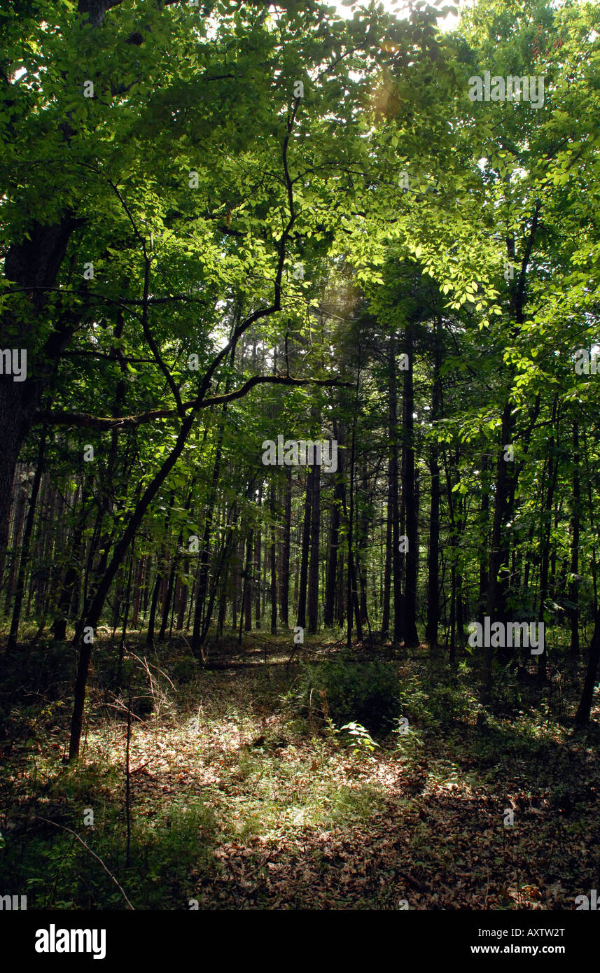 A forest in the midwestern United States Stock Photo - Alamy