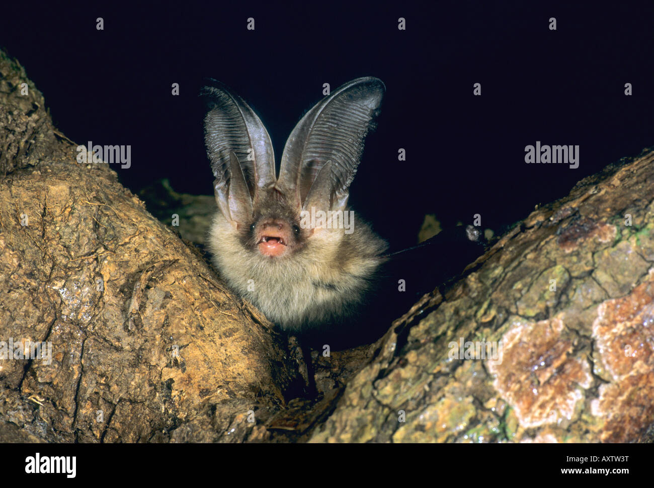 long eared bat Plecotus auritus Stock Photo - Alamy