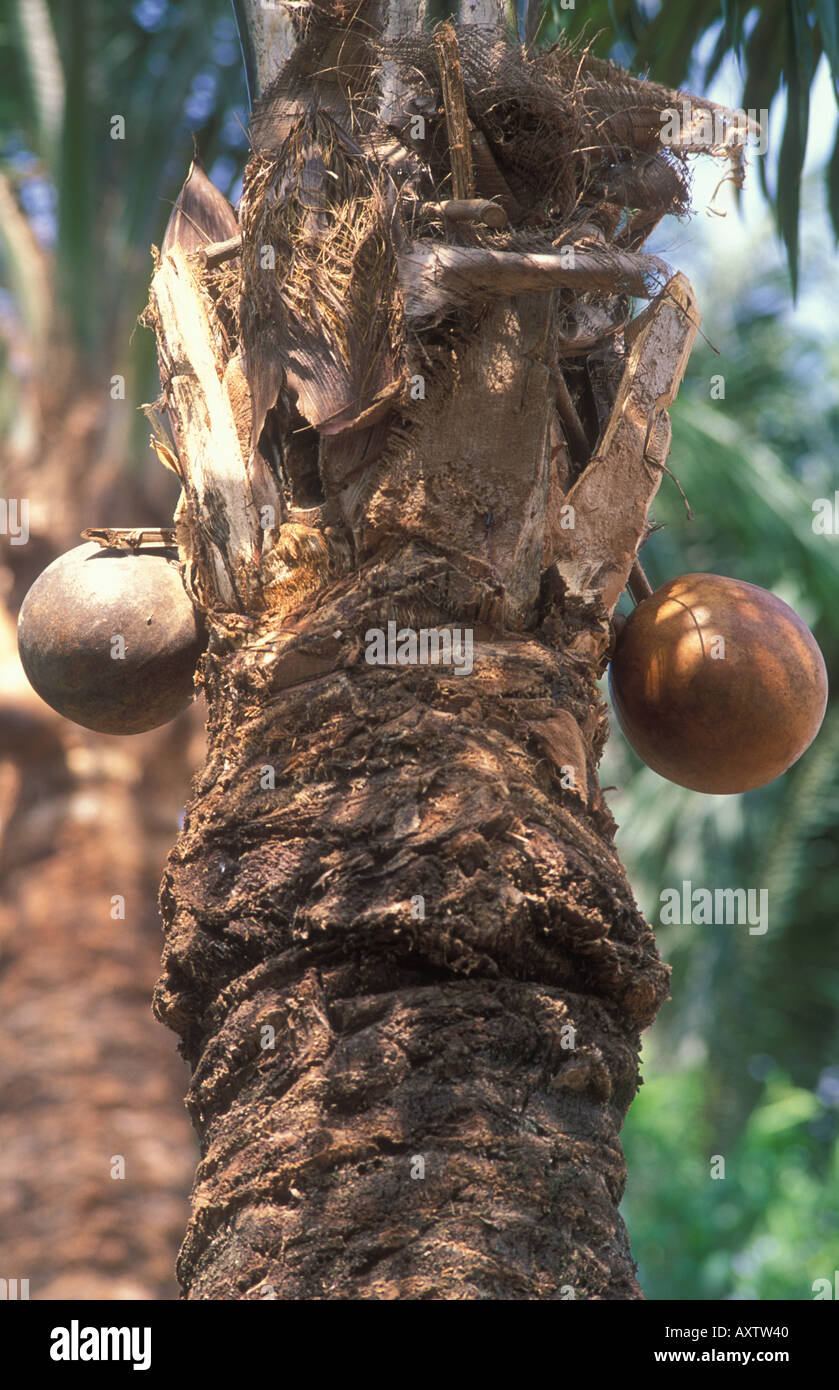 Two gourds attached up a palm tree collecting palm sap which quickly ...