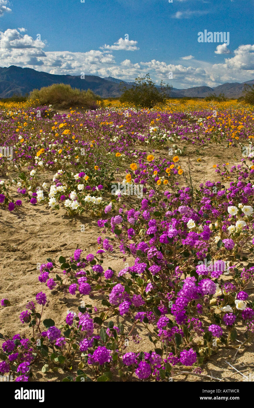 Anza borrego wildflowers hi-res stock photography and images - Alamy