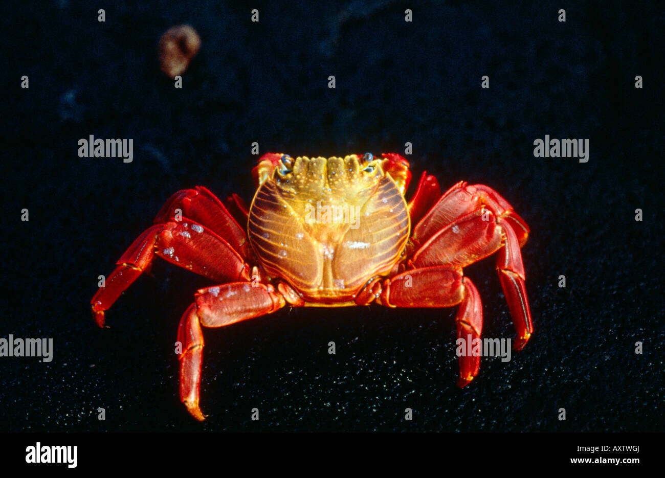 Sally Lightfoot Crab, Galapagos Islands Stock Photo - Alamy