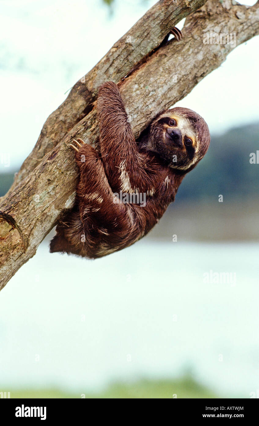 Three Toed Sloth, Amazon, Brazil Stock Photo - Alamy