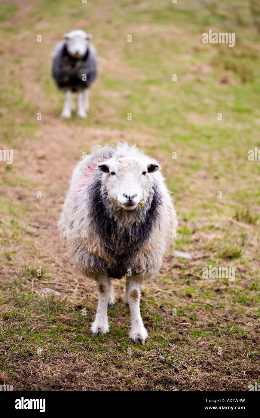 Mutton farming hi-res stock photography and images - Alamy