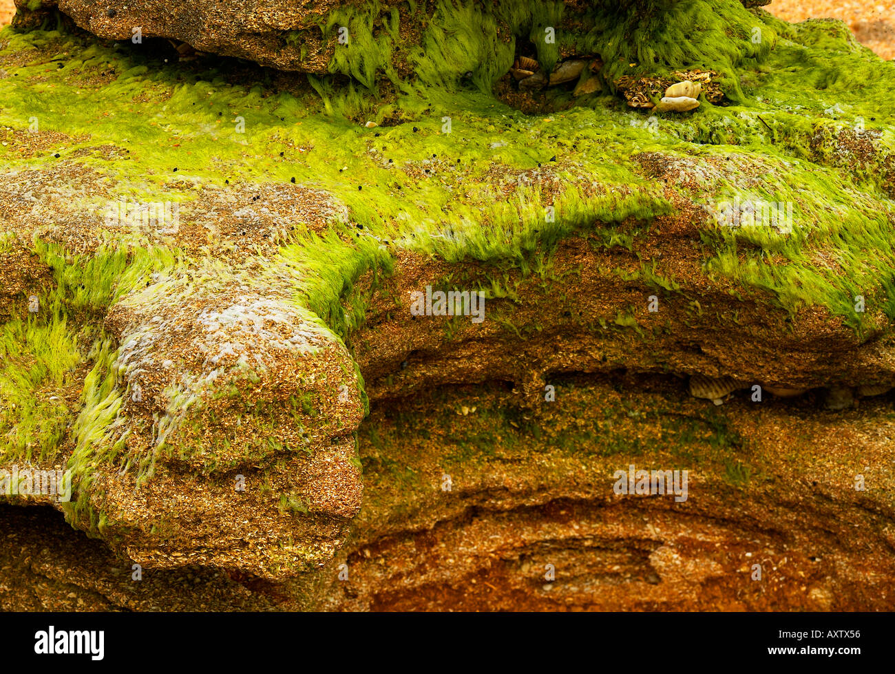 Moss covered rocks Stock Photo - Alamy