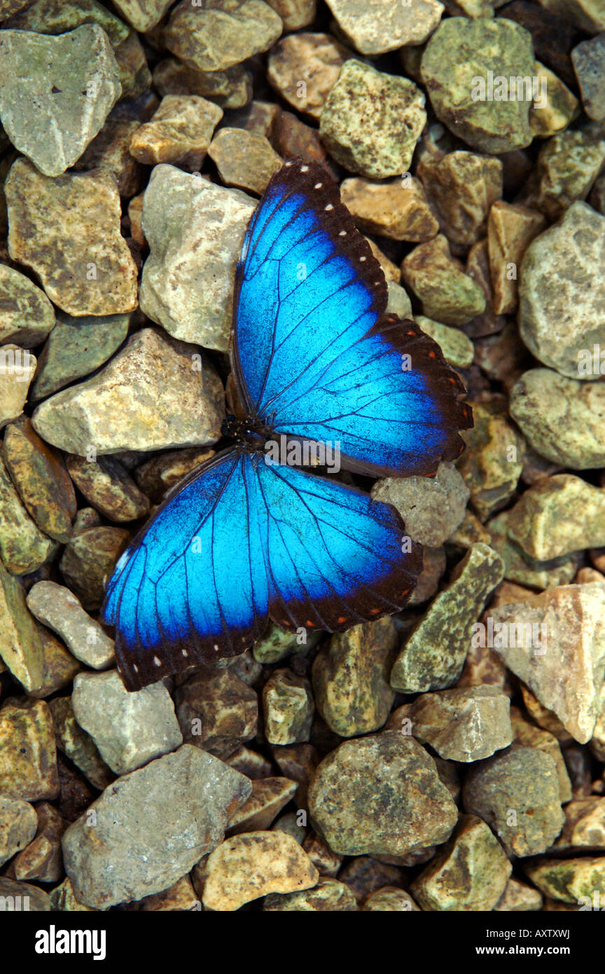 blue morpho butterfly Stock Photo - Alamy