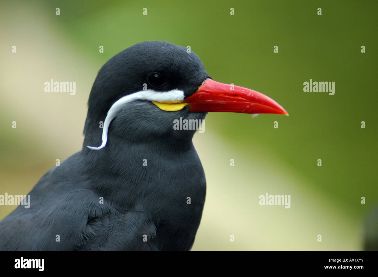 Mustache bird hi-res stock photography and images - Alamy