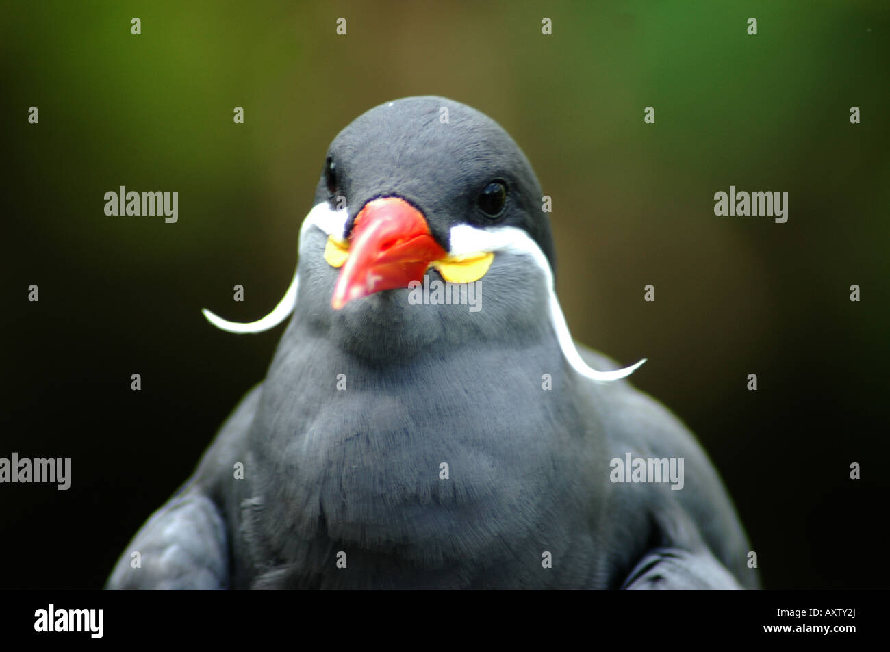 This is an image of a tropical bird with a mustache Stock Photo - Alamy