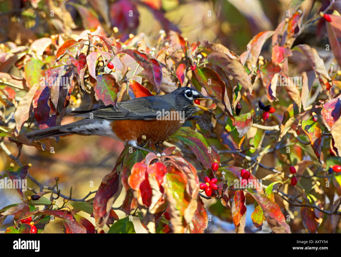 Robin eating seeds hi-res stock photography and images - Alamy