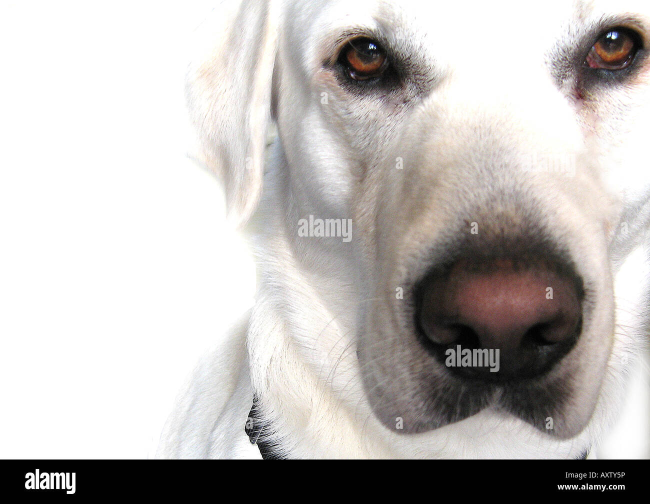 White Labrador Dog Stock Photo - Alamy