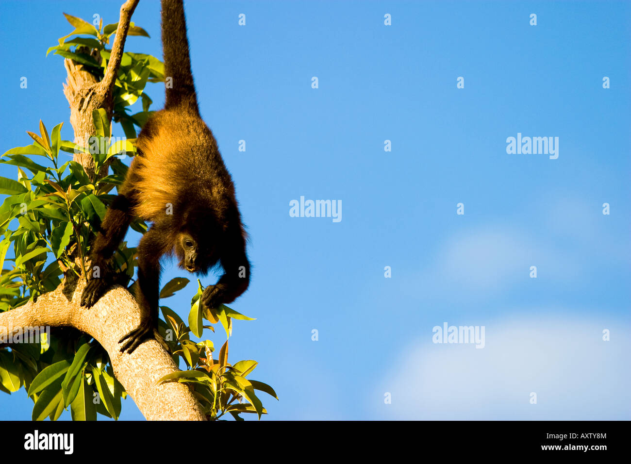 A monkey swings from a tree in tropical Mexico Stock Photo - Alamy