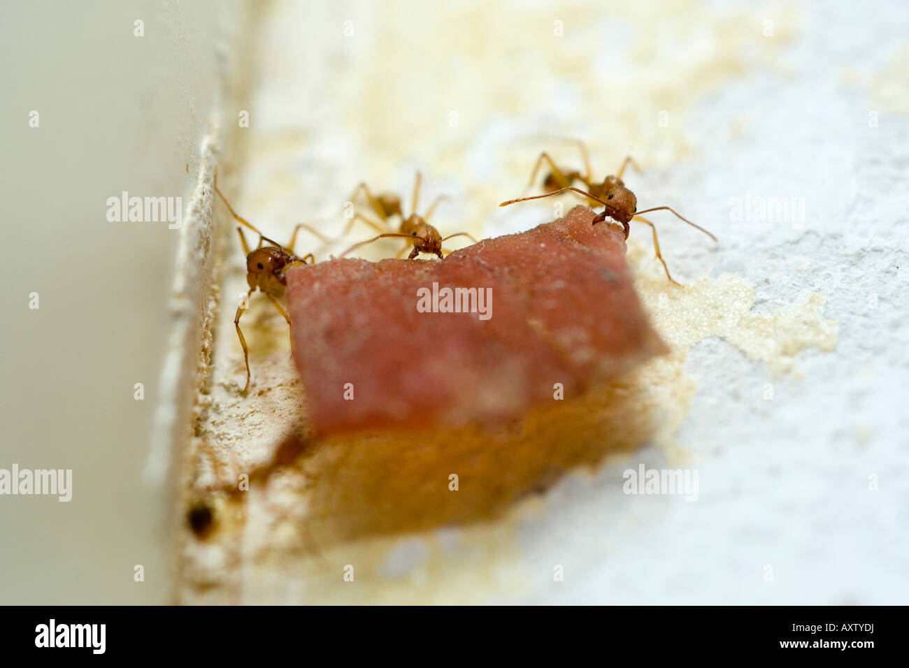 Red ants carrying food Stock Photo - Alamy