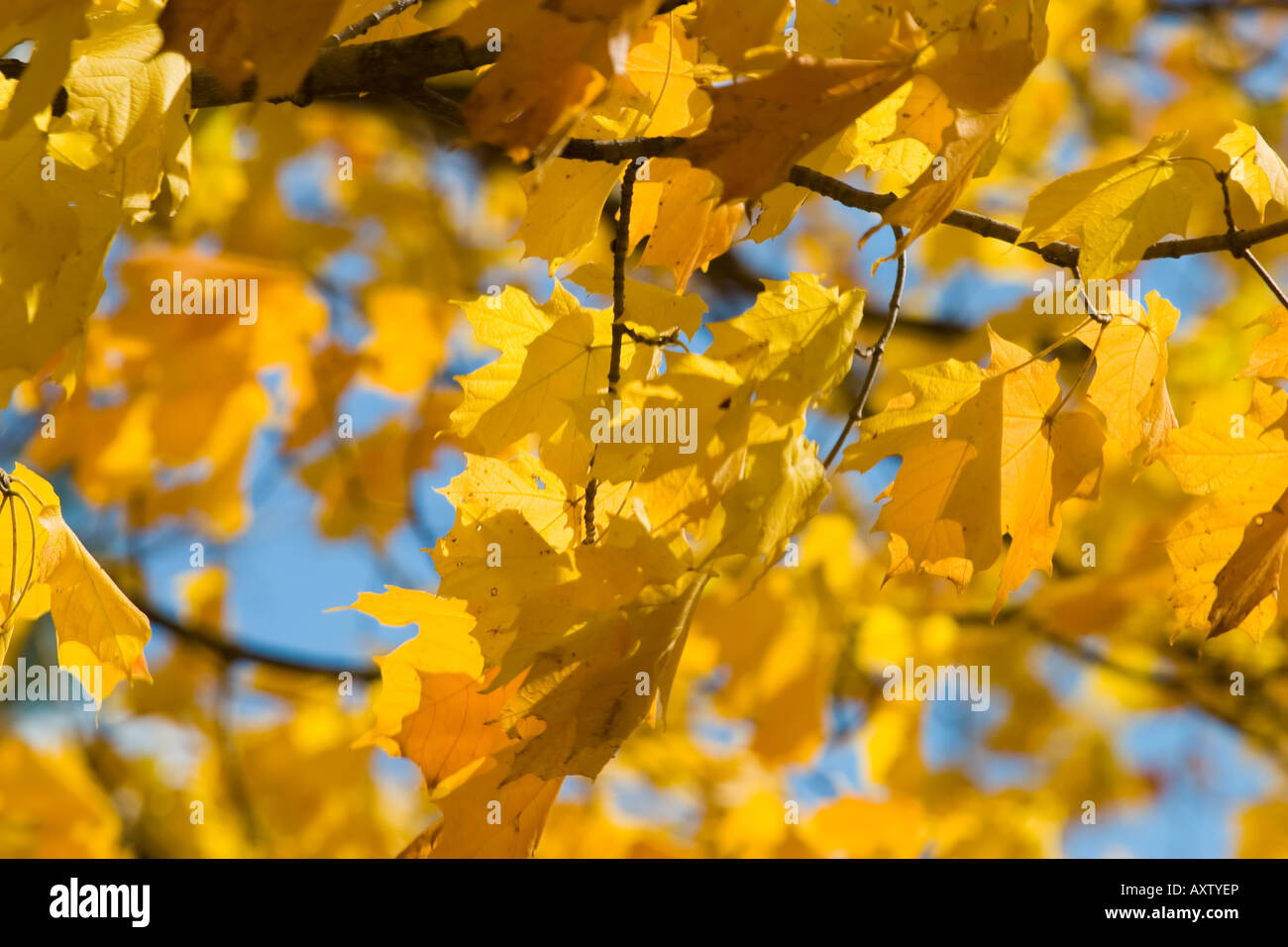 Fall from a tree hi-res stock photography and images - Alamy